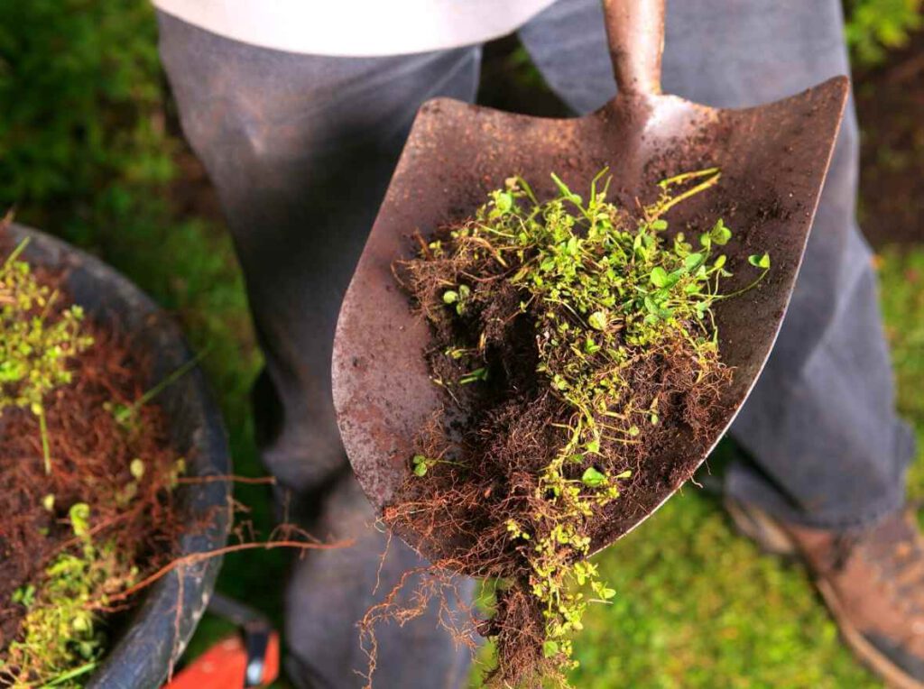 Tuinonderhoud - Custers Hoveniersbedrijf